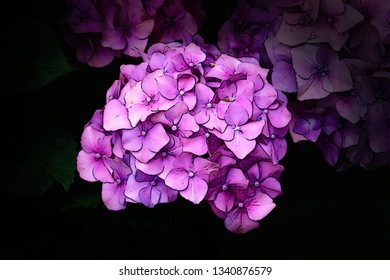 Purple Hydrangea Flowers Ph Dependent Color: ภาพประกอบสต็อก 1340876579 ...
