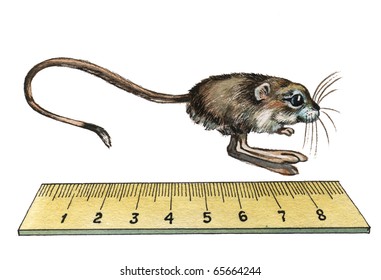 499 Hopping mouse Images, Stock Photos & Vectors | Shutterstock