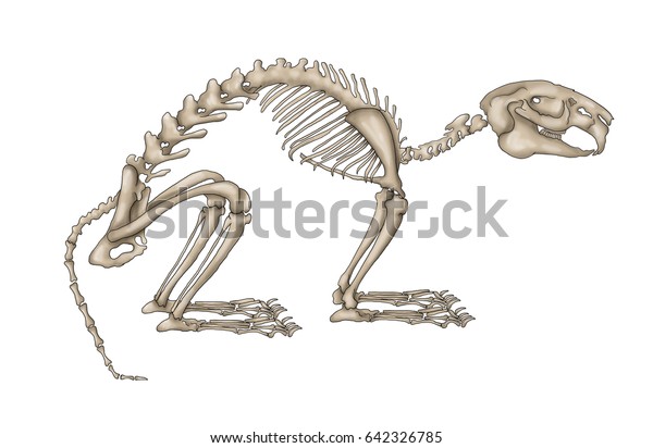 Rabbit Skeleton Stock Illustration 642326785 | Shutterstock