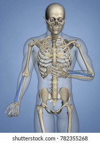 Radius Human Skeleton 3d Model 库存插图 782355268 | Shutterstock