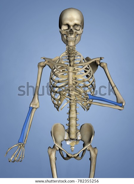 Radius Human Skeleton 3d Model Stock Illustration 782355256 | Shutterstock