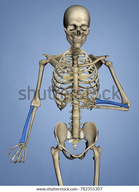 Radius Human Skeleton 3d Model Stock Illustration 782355307 | Shutterstock