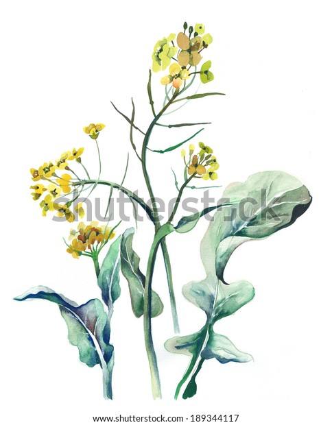 Rapeseed: ilustracja stockowa 189344117 | Shutterstock