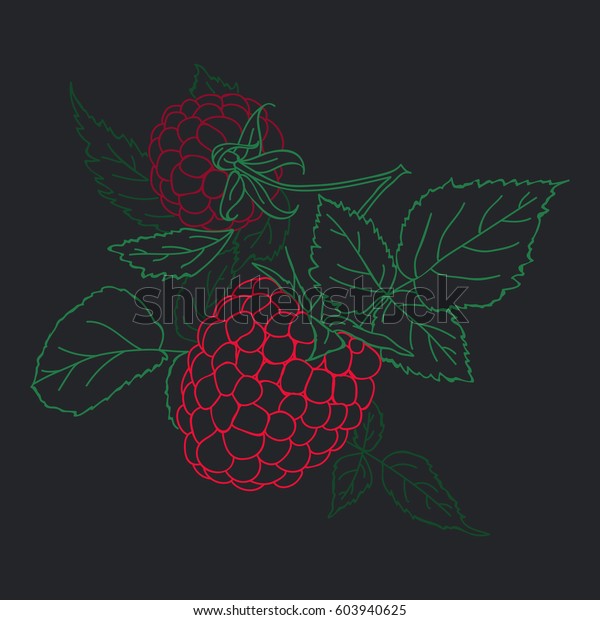Raspberry Botanical Illustration Stock Illustration 603940625 ...