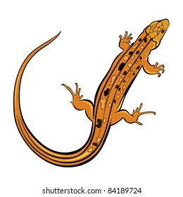 Raster Version Realistic Gecko Lizard Illustration Stock Illustration ...