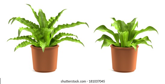 Realistic 3d Render Asplenium Stock Illustration 181037045 | Shutterstock
