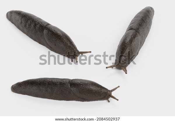 Realistic 3d Render Black Slug Stock Illustration 2084502937 | Shutterstock