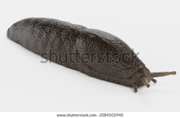 Realistic 3d Render Black Slug Stock Illustration 2084502940 | Shutterstock