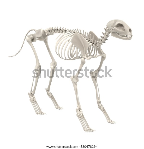 Realistic 3d Render Cat Skeleton Stock Illustration 530478394
