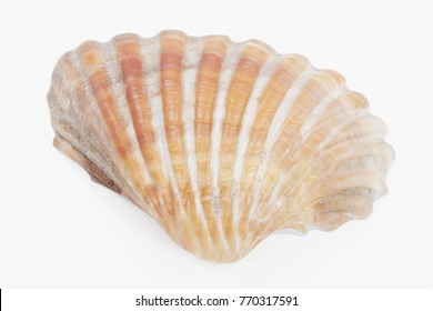 Realistic 3d Render Clam Stock Illustration 770317591 | Shutterstock