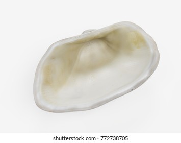 Realistic 3d Render Clam 스톡 일러스트 772738705 | Shutterstock