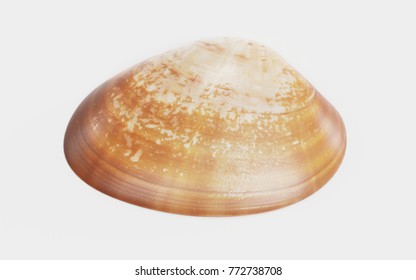 Realistic 3d Render Clam Stock Illustration 772738708 | Shutterstock