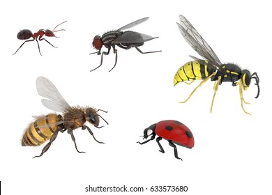 Realistic 3d Render Common Insect Stock Illustration 633573680 ...