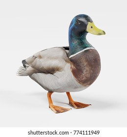 Realistic 3d Render Duck Stock Illustration 774111949 | Shutterstock