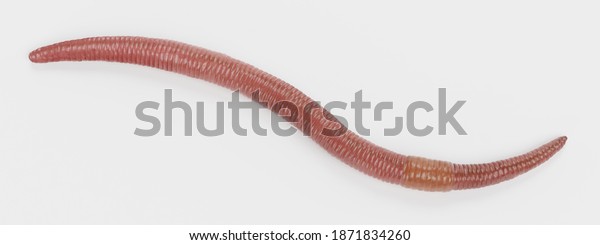 Realistic 3d Render Earthworm Stock Illustration 1871834260 | Shutterstock