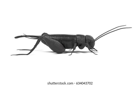 Realistic 3d Render Field Cricket: ภาพประกอบสต็อก 634043702 | Shutterstock