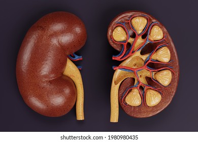 Realistic 3d Render Human Kidney Stock Illustration 1980980435 ...