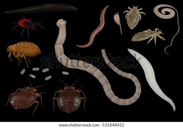 Realistic 3d Render Human Parasites Stock Illustration 531848422 ...