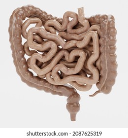 Realistic 3d Render Intestines Stock Illustration 2087625319 | Shutterstock