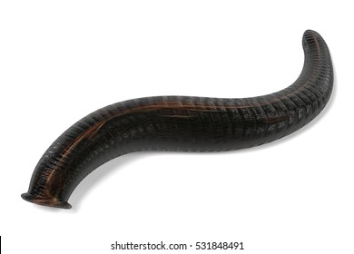 307 Medical leech Stock Illustrations, Images & Vectors | Shutterstock