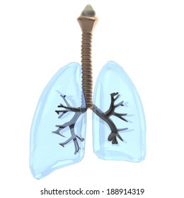 3,452 Realistic lungs Images, Stock Photos & Vectors | Shutterstock