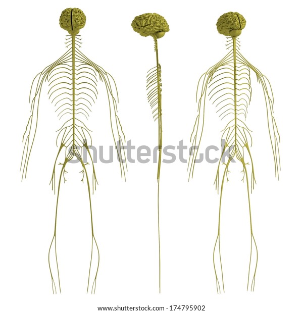 Realistic 3d Render Nervous System Stock Illustration 174795902 ...
