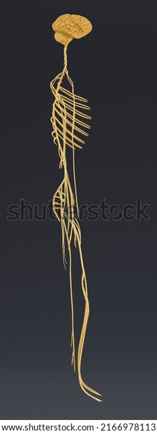 Realistic 3d Render Nervous System Stock Illustration 2166978113 ...