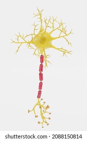 Realistic 3d Render Neuron Stock Illustration 2088150814 | Shutterstock