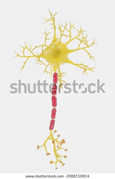 Realistic 3d Render Neuron Stock Illustration 2088150814 | Shutterstock