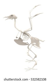 Pigeon skeleton : 315 images, photos et images vectorielles de stock ...
