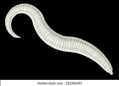 25 Pin nematode Images, Stock Photos & Vectors | Shutterstock