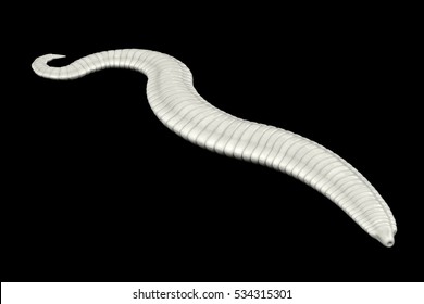 598 Human pinworm Images, Stock Photos & Vectors | Shutterstock