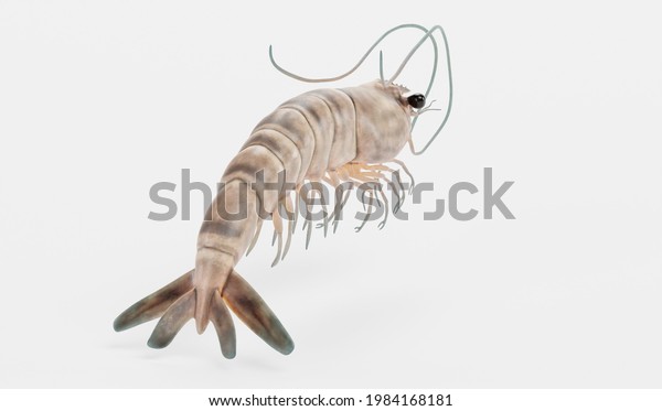 Realistic 3d Render Prawn Stock Illustration 1984168181 | Shutterstock