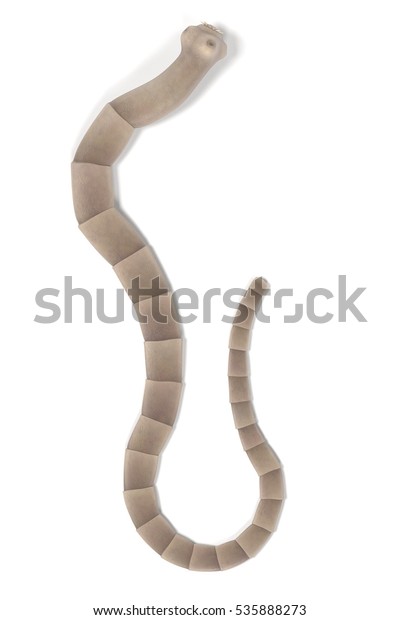 Realistic 3d Render Tapeworm Stock Illustration 535888273 | Shutterstock