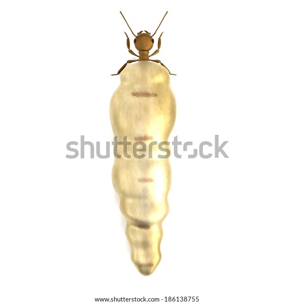 Realistic 3d Render Termite Queen Stok İllüstrasyon 186138755 ...
