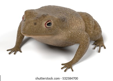 219 Bufo Stock Illustrations, Images & Vectors | Shutterstock