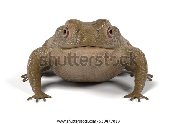 Realistic 3d Render Toad Bufo Bufo Stock Illustration 530479813 ...