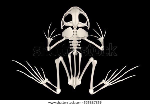 Realistic 3d Render Toad Skeleton Stock Illustration 535887859