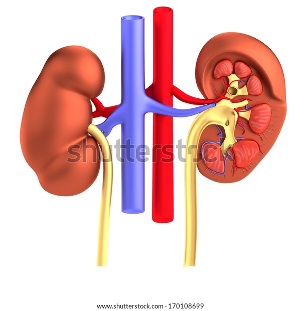 Realistic 3d Render Urinary System Stock Illustration 170108699 ...