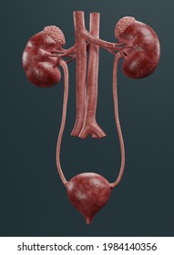 Realistic 3d Render Urinary Tract Stock Illustration 1984140356 ...