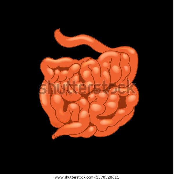 Realistic Human Small Intestine Isolated On Stock Illustration 1398528611 Realistic Human Small Intestine Isolated On Stock Illustration 1398528611