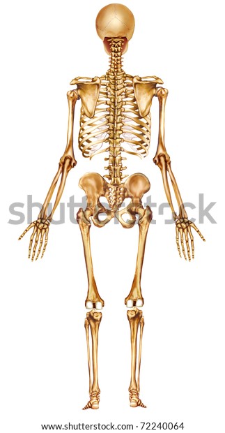 Rear View Human Skeleton 스톡 일러스트 72240064