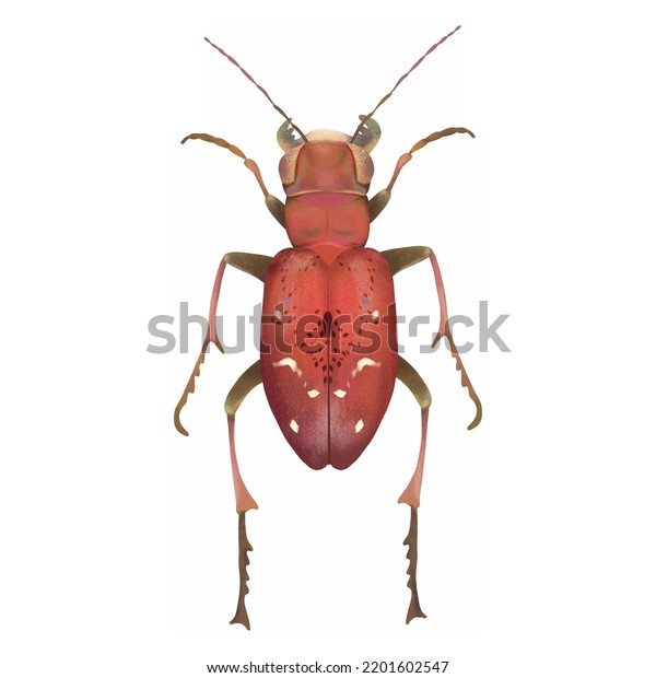 Red Beetle Top View Isolated On Stock Illustration 2201602547 ...