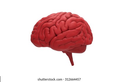 Human Brain Isolated On White Clipping Stock Illustration 371045102 ...
