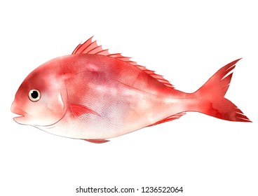 Red Snapper Illustration Stock Illustration 1236522064 | Shutterstock