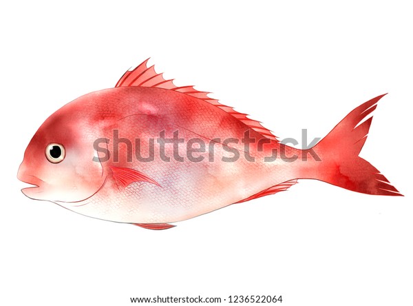 Red Snapper Illustration Stock Illustration 1236522064