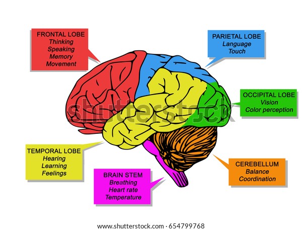 Regions Functions Human Brain Stock Illustration 654799768 Regions Functions Human Brain Stock Illustration 654799768