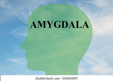 Amygdala Images, Stock Photos & Vectors | Shutterstock