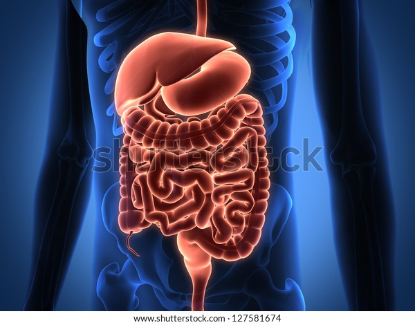 Rendering Intestinal Internal Organs Stock Illustration 127581674 ...