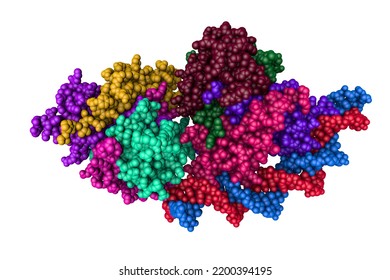 Repdna Complex Spacefilling Molecular Model Isolated Stock Illustration ...